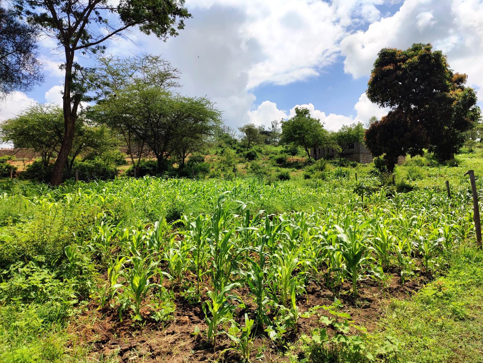 Mountain View Gardens, Kilimambogo - Gateway Homes Limited