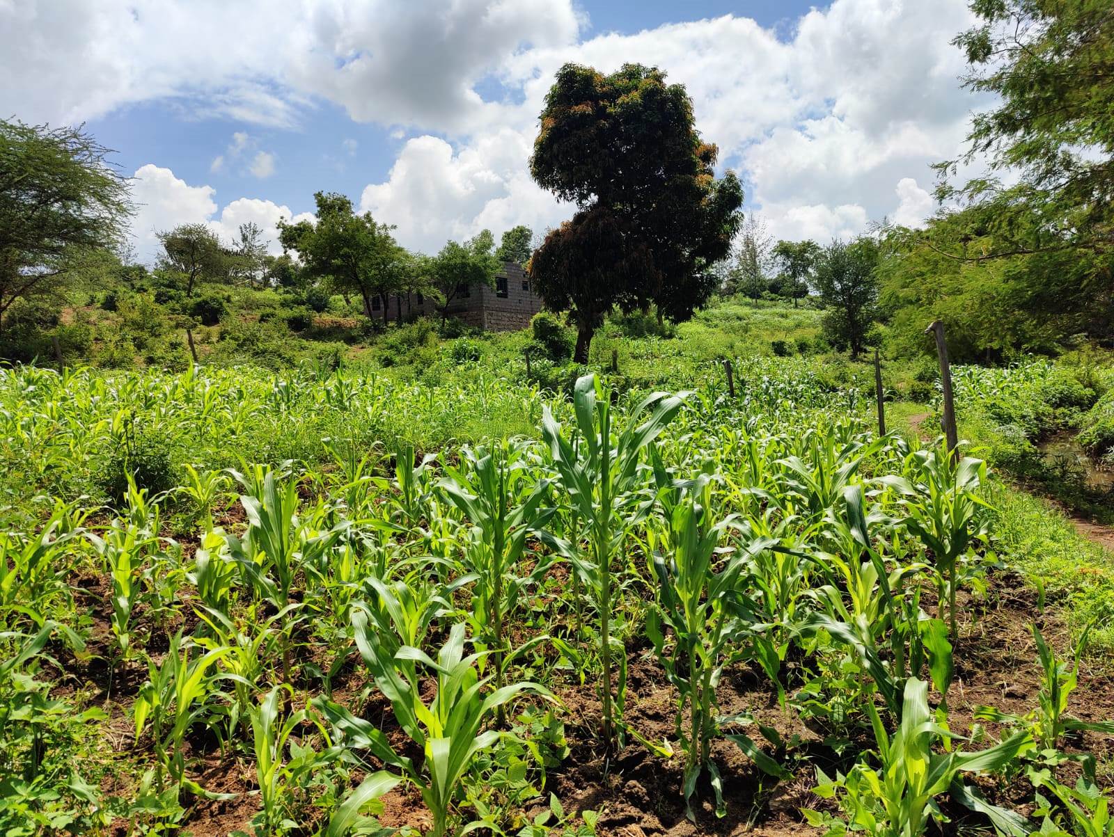 Mountain View Gardens, Kilimambogo - Gateway Homes Limited