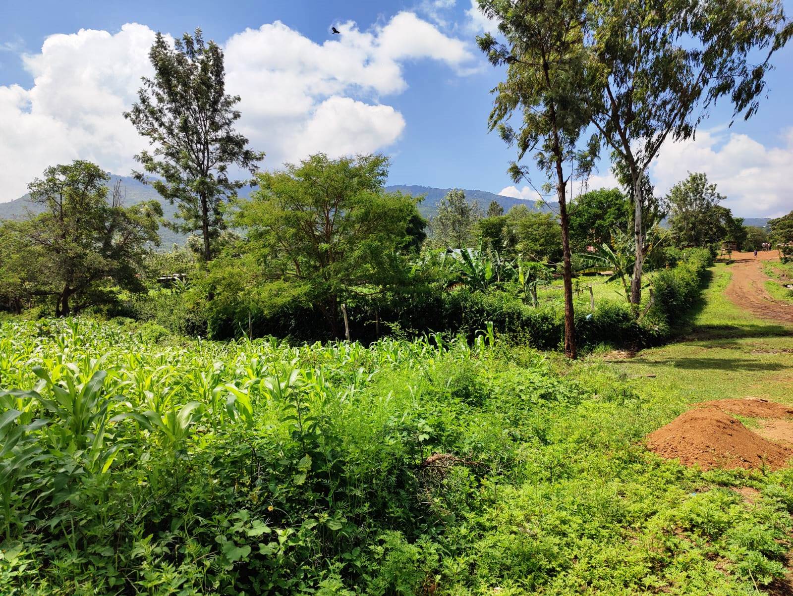 Mountain View Gardens, Kilimambogo - Gateway Homes Limited