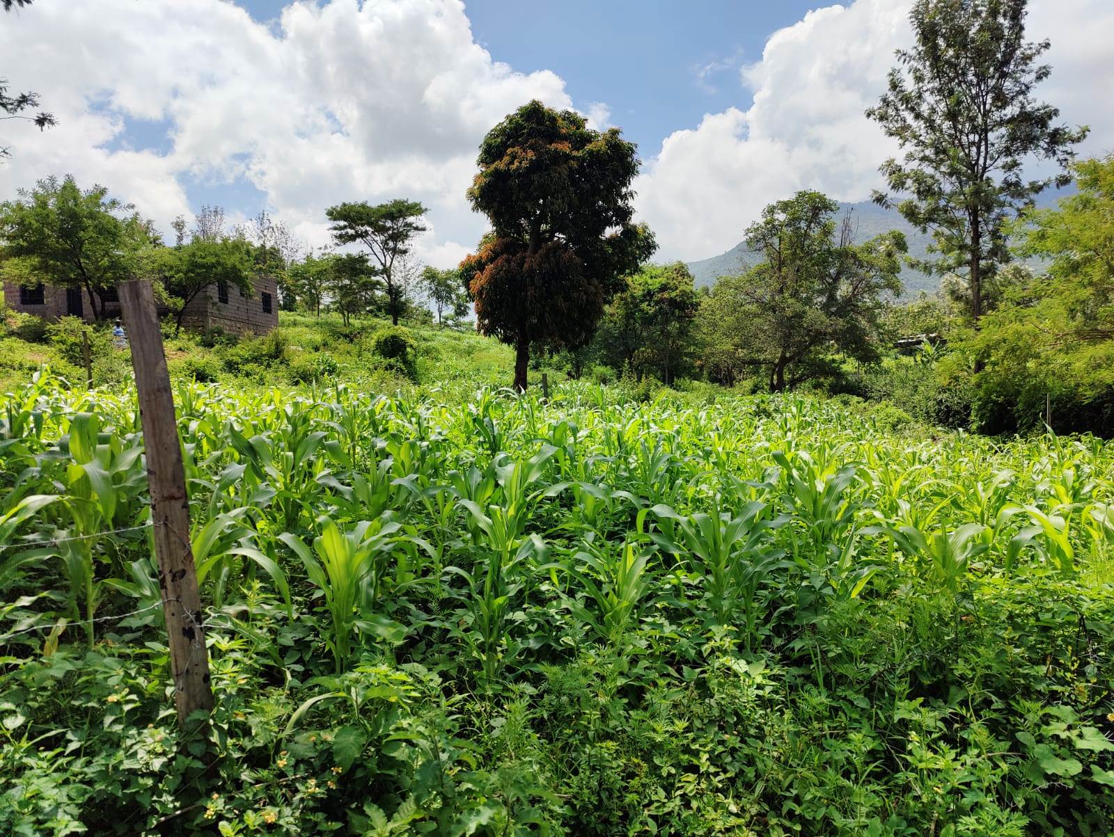 Mountain View Gardens, Kilimambogo - Gateway Homes Limited